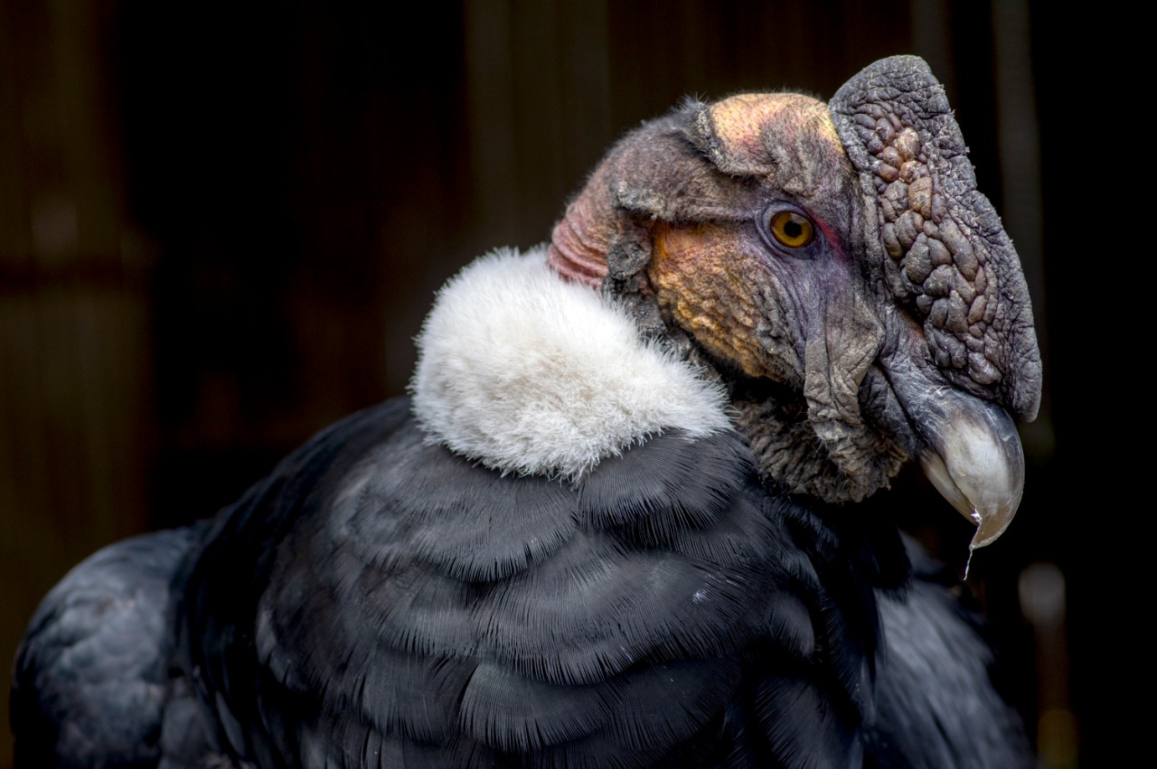 Confirmamos la recuperación de cóndor Iguiñaro y nos alistamos para su ...