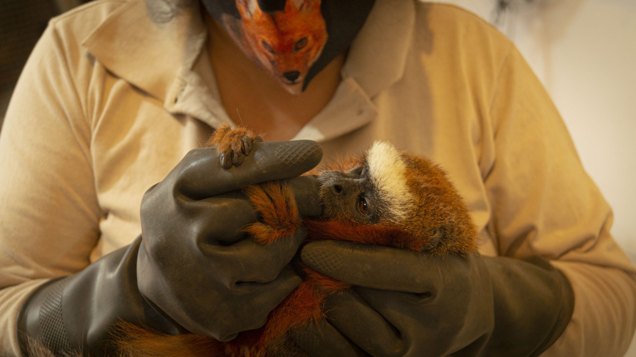 Rescate animal - Zoologico de Quito