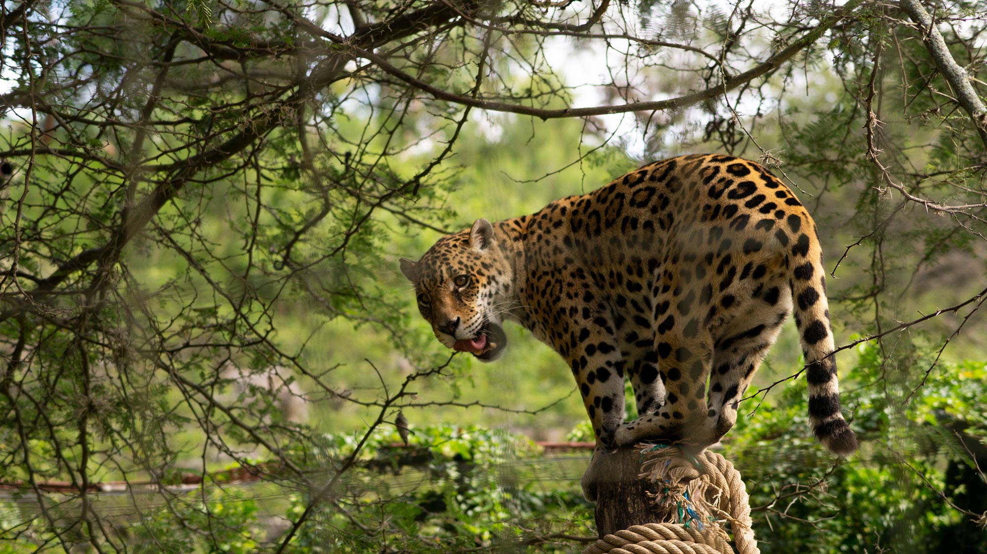 Involúcrate - Zoologico de Quito