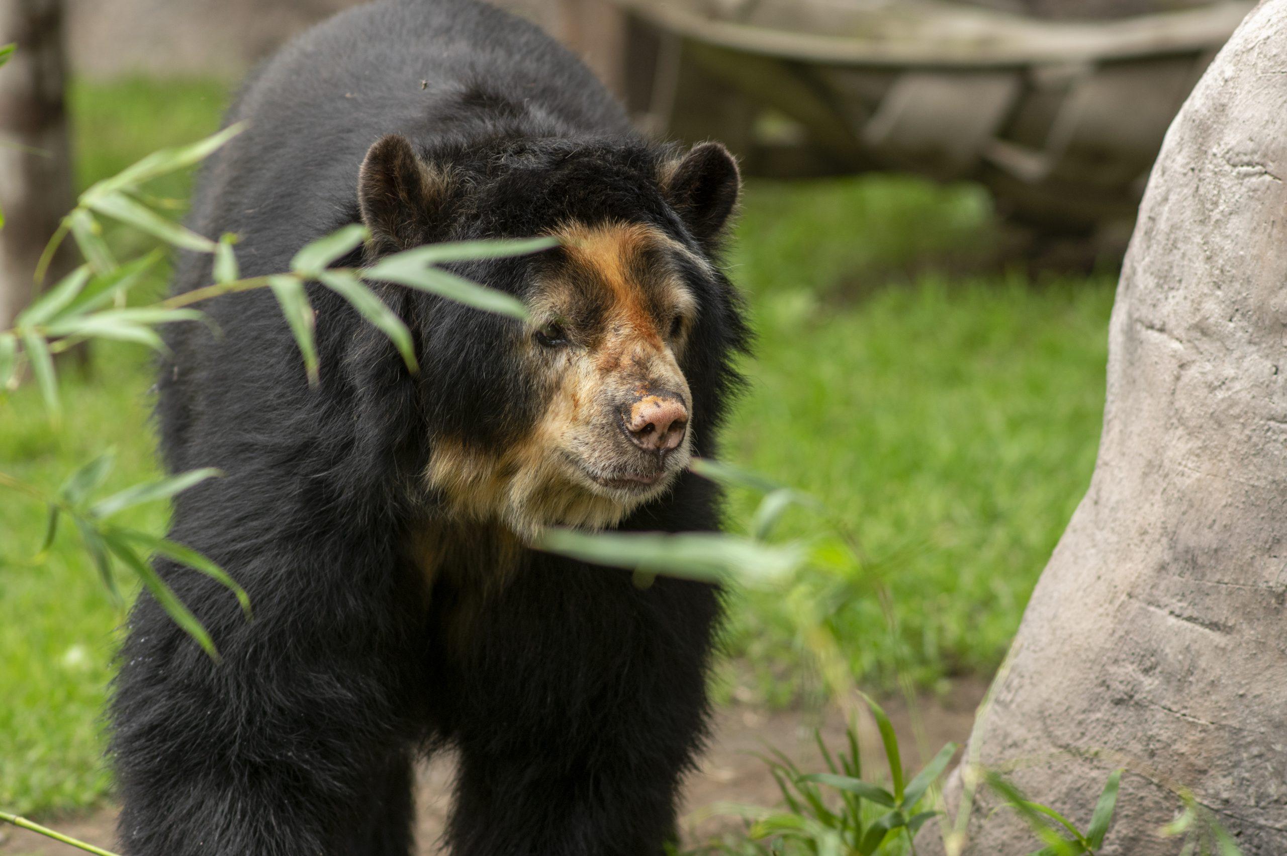 “Pablo”: el oso andino que aportó a la investigación para la ...
