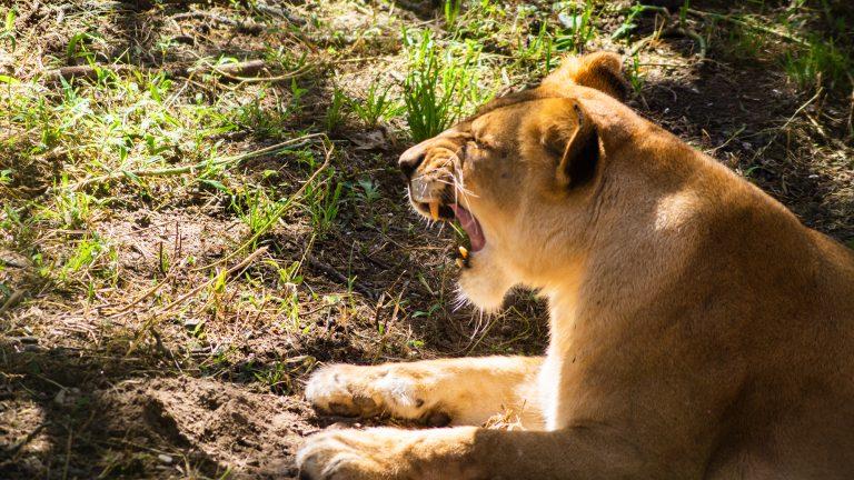 Mundo Animal - Zoologico de Quito