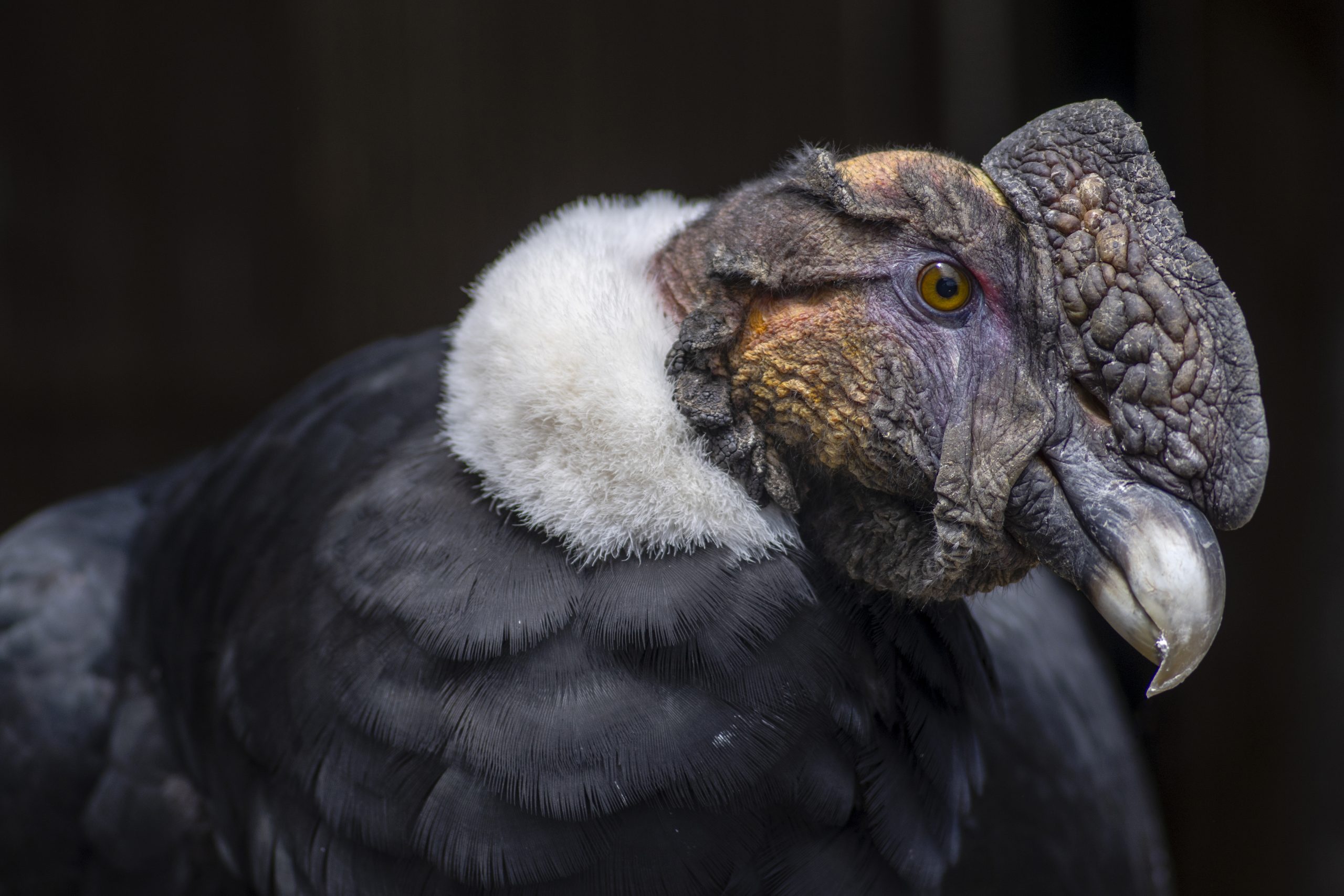 Zoo de Quito - Página de Inicio - Zoologico de Quito