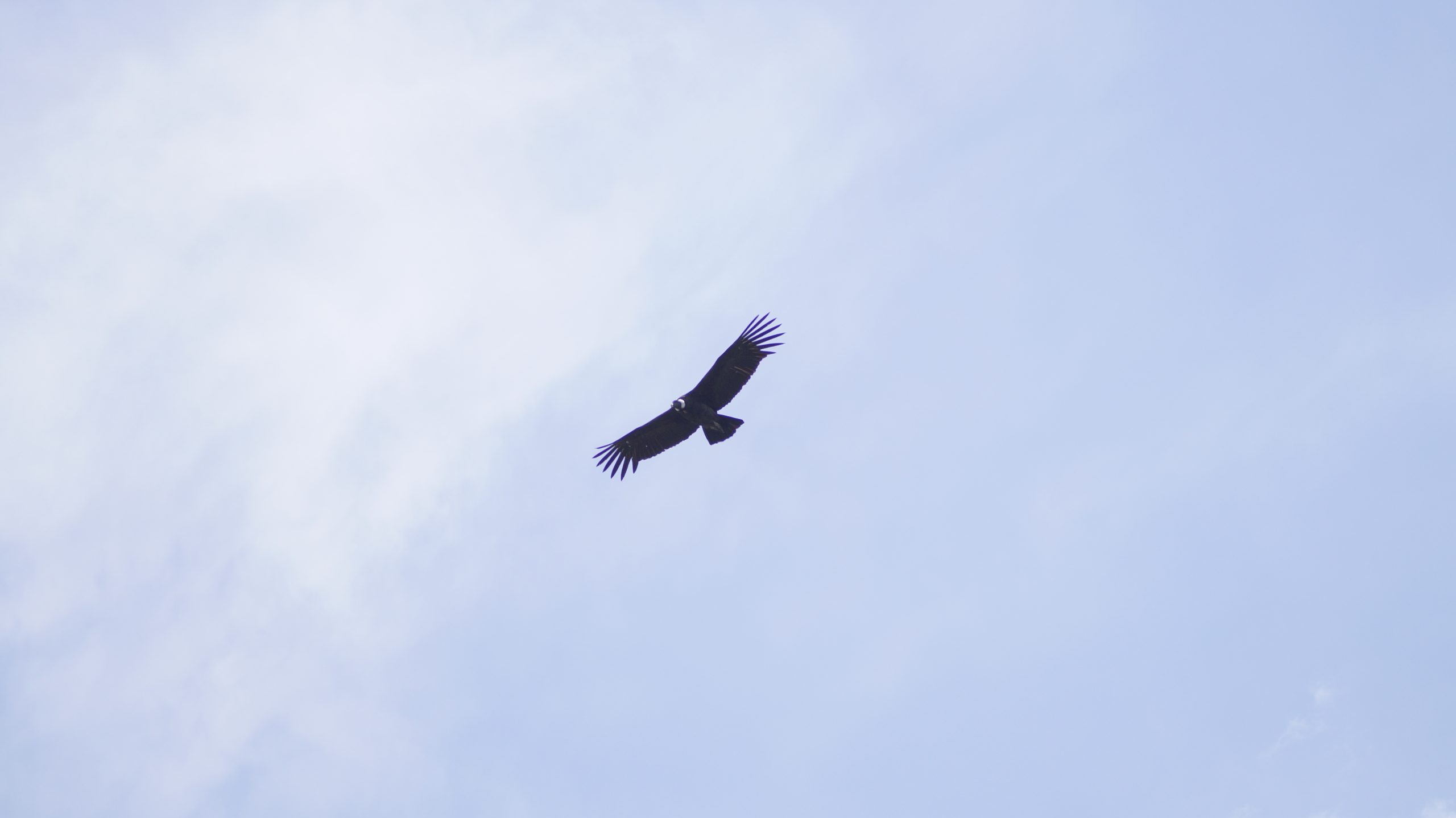 La conservación del cóndor se sustenta en un plan integral - Zoologico ...