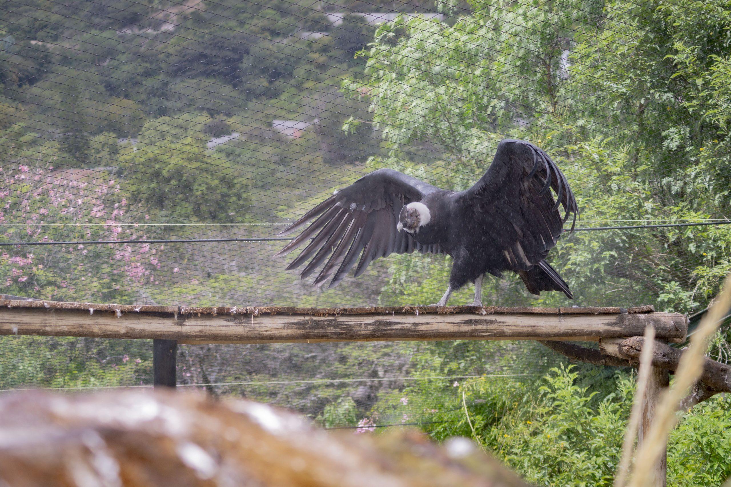 IV Congreso Internacional por el Cóndor Andino se realizará en Ecuador ...