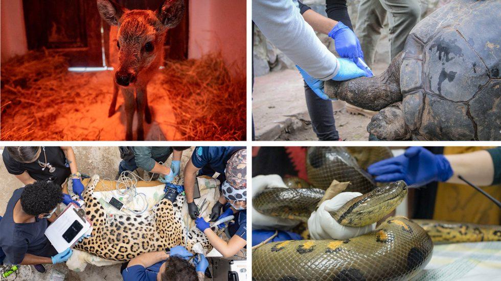 En 2022 se afianzó la misión del QuitoZoo - Zoologico de Quito