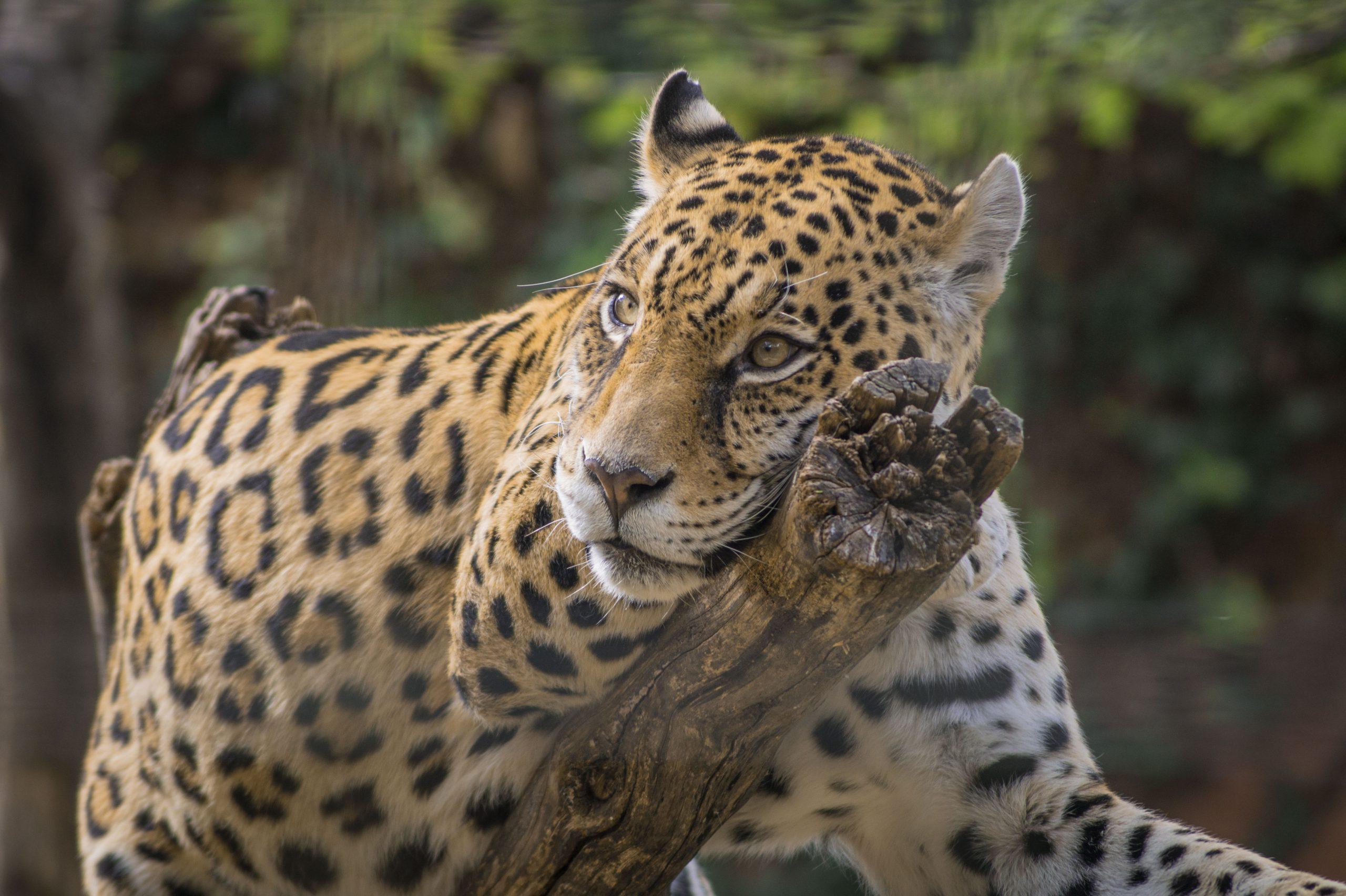 Conviértete en madrina y padrino de un animal - Zoologico de Quito