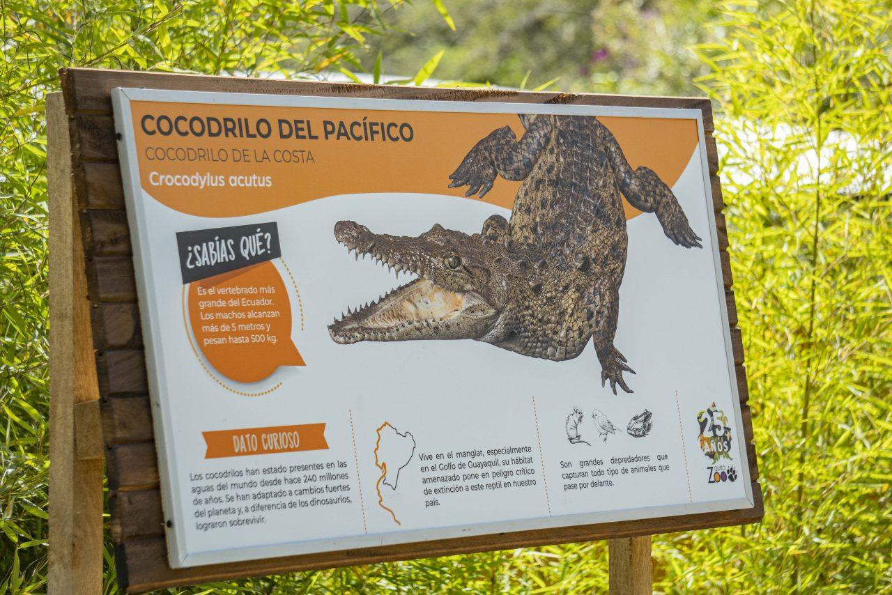Cocodrilos del Pacífico llegaron al QuitoZoo - Zoologico de Quito