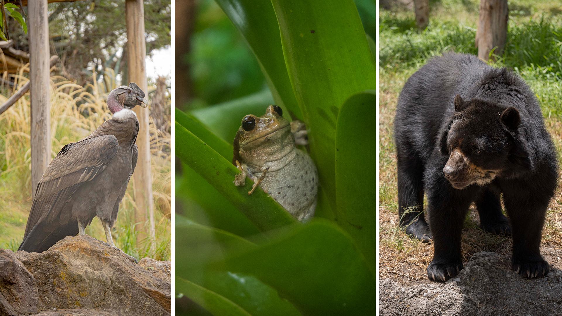 Zoo de Quito - Página de Inicio - Zoologico de Quito