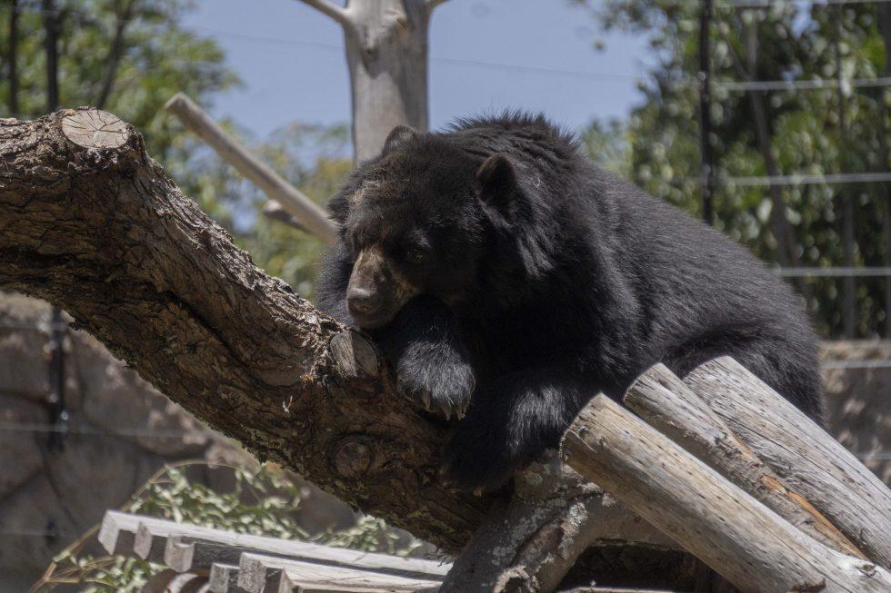 Mundo Animal - Zoologico de Quito