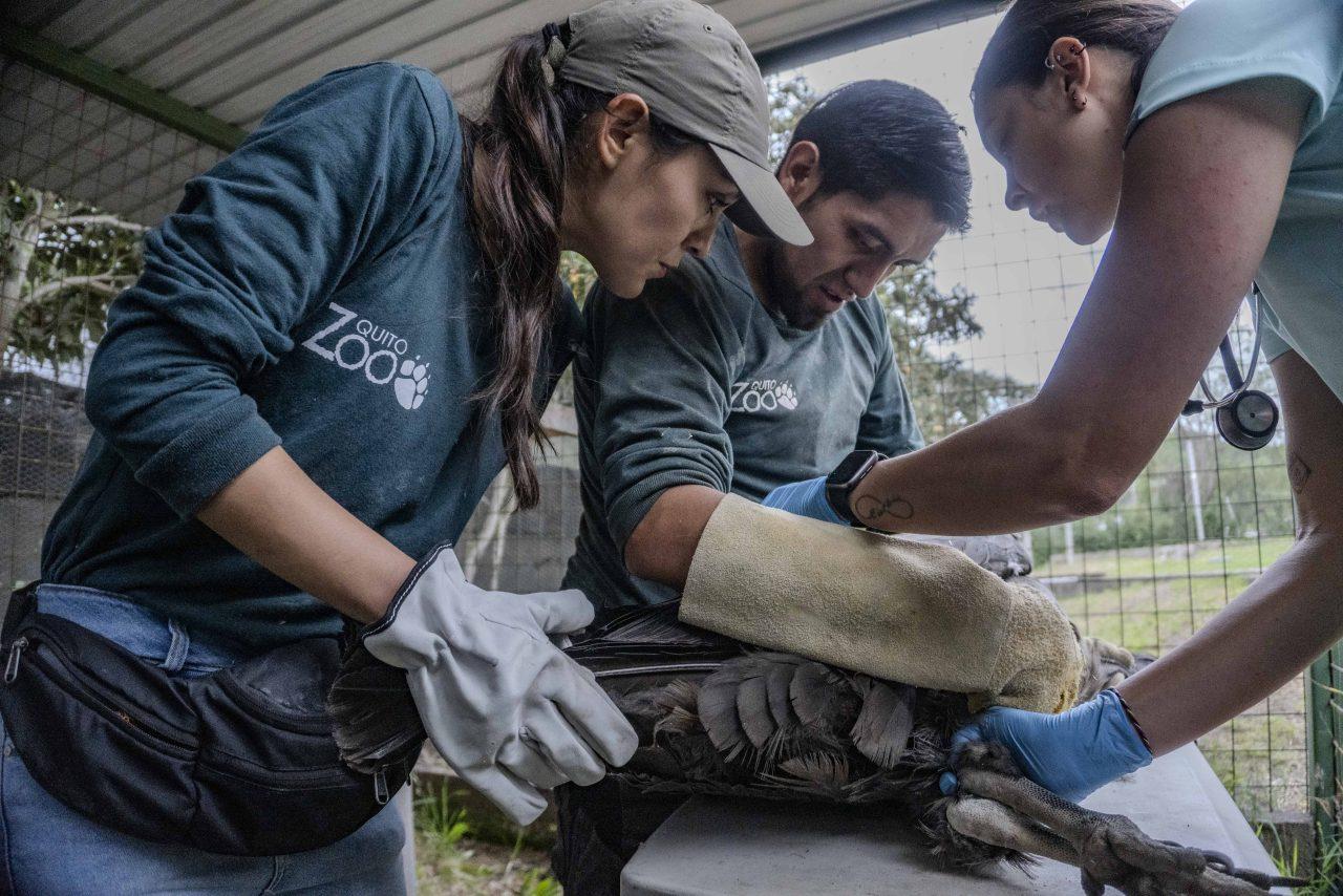 El QuitoZoo es un mundo silvestre por descubrir - Zoologico de Quito