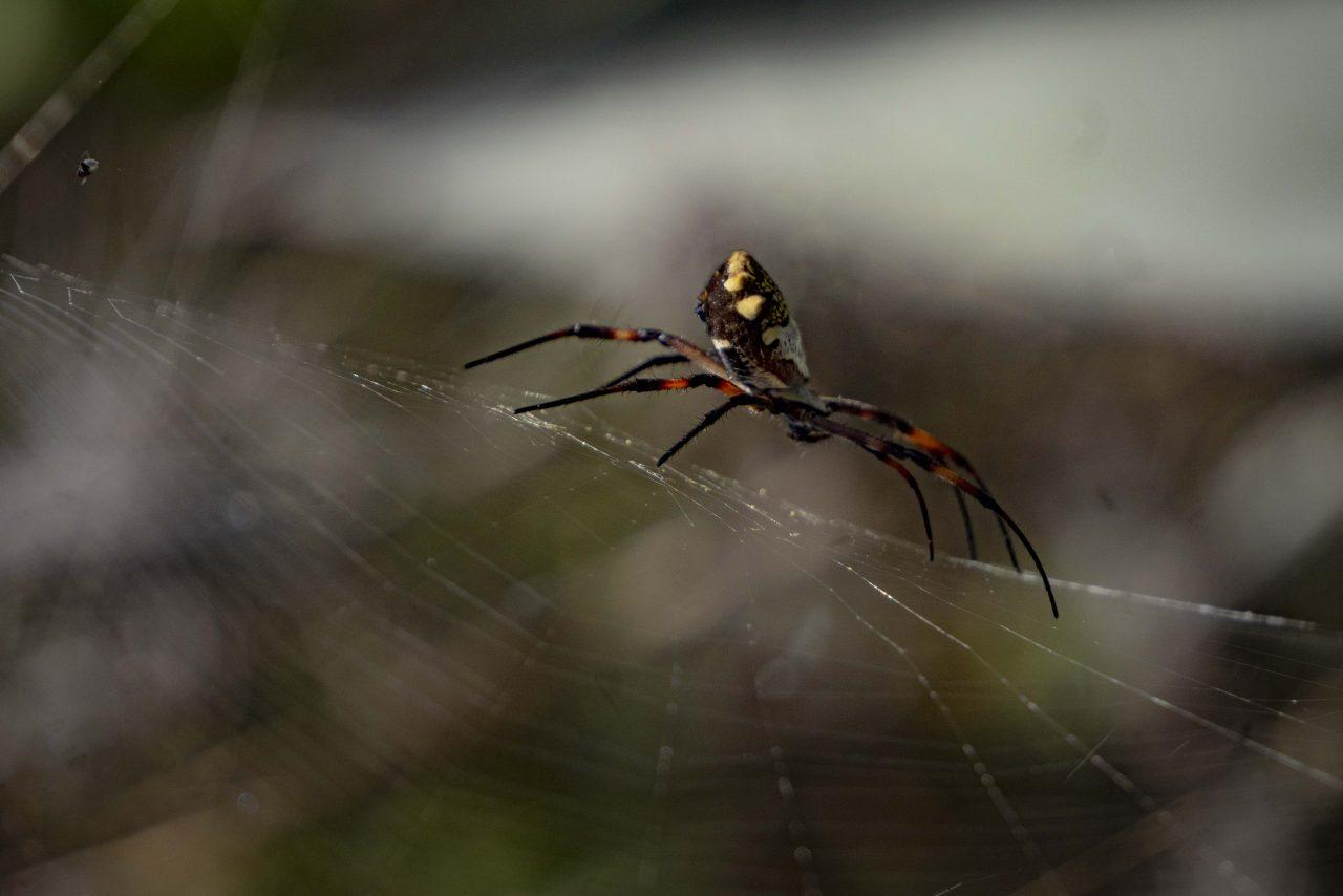 El QuitoZoo es un mundo silvestre por descubrir - Zoologico de Quito