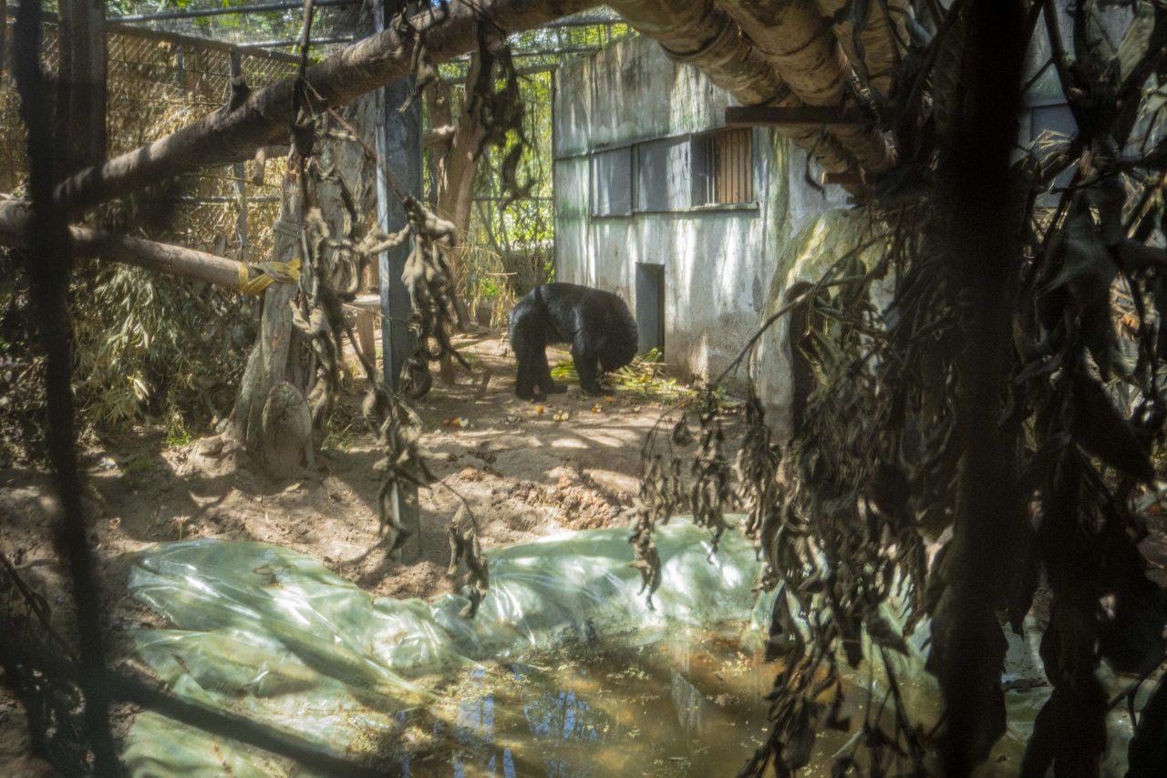 Tupak, llegó el momento de volver al bosque - Zoologico de Quito