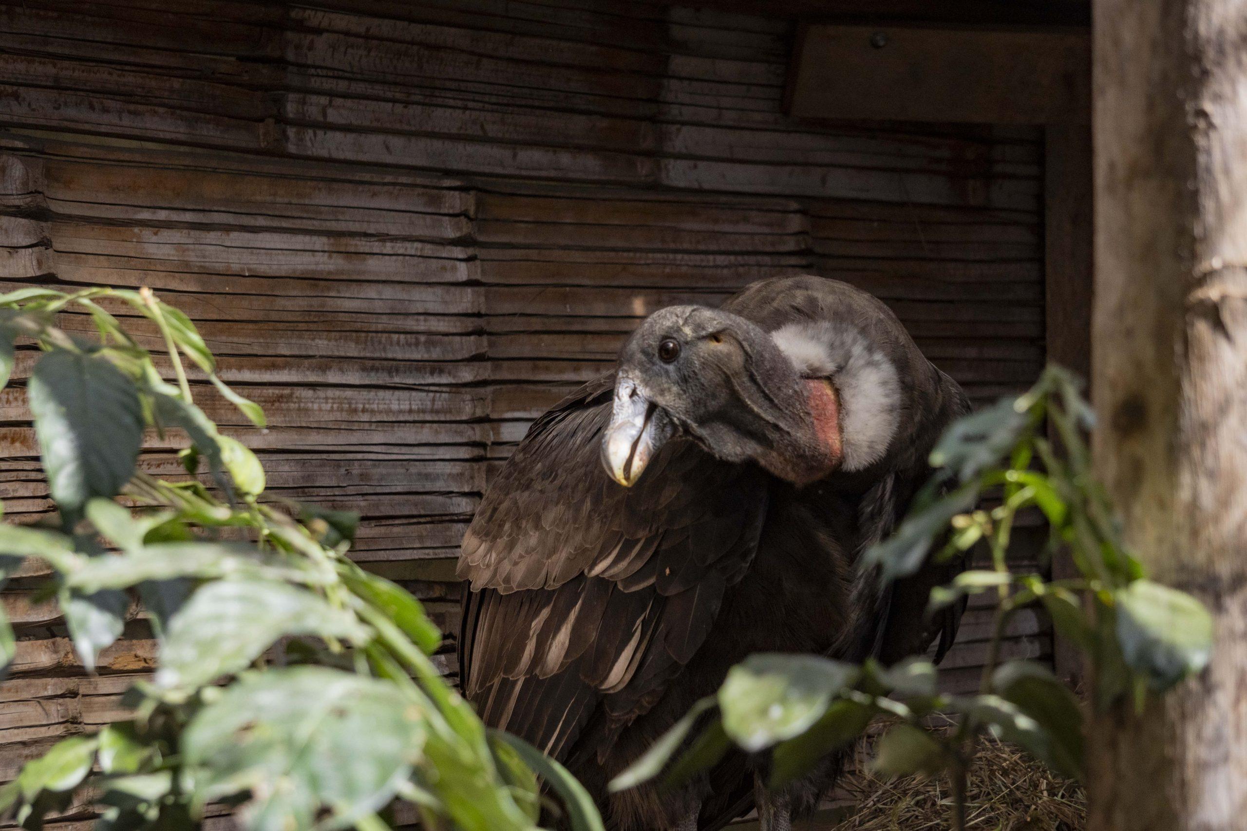 Zoo de Quito - Página de Inicio - Zoologico de Quito